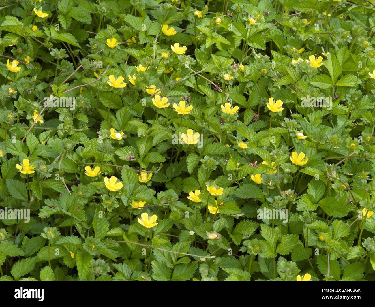 Waldsteinia hi-res stock photography and images - Alamy