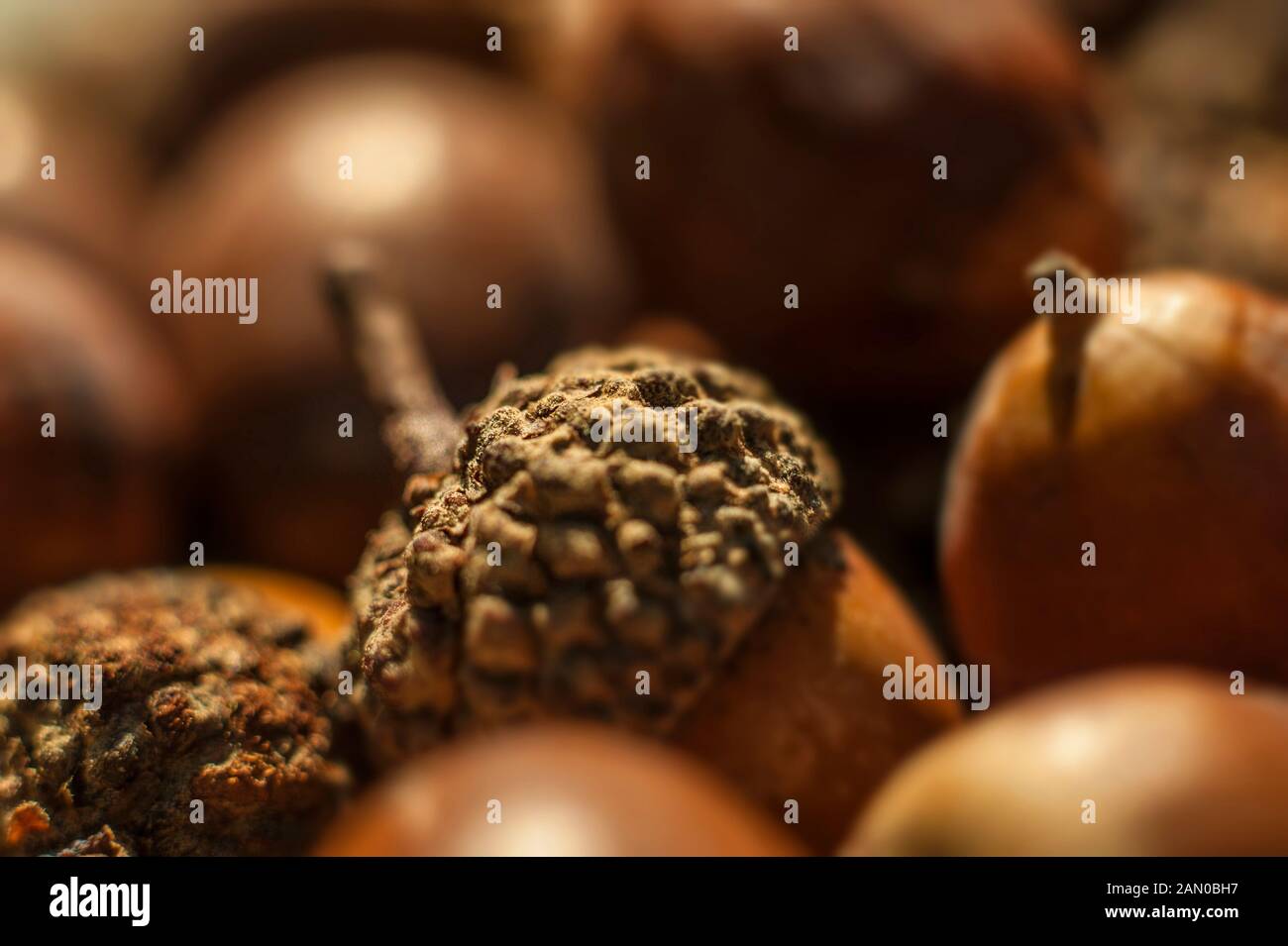 Acorn logo hi-res stock photography and images - Alamy