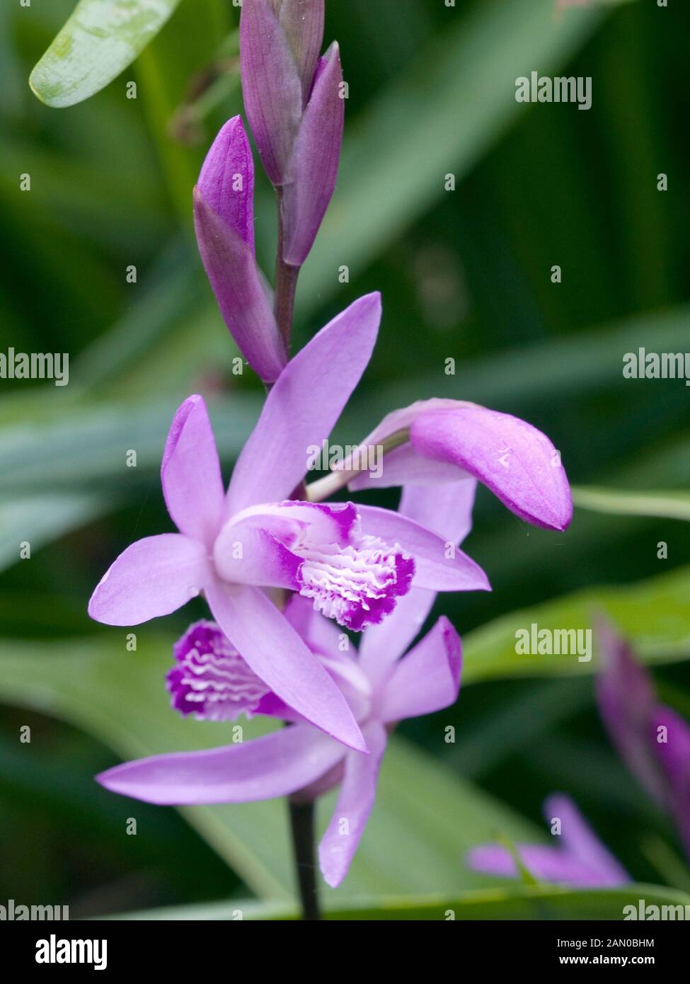 Bletilla striata hi-res stock photography and images - Alamy
