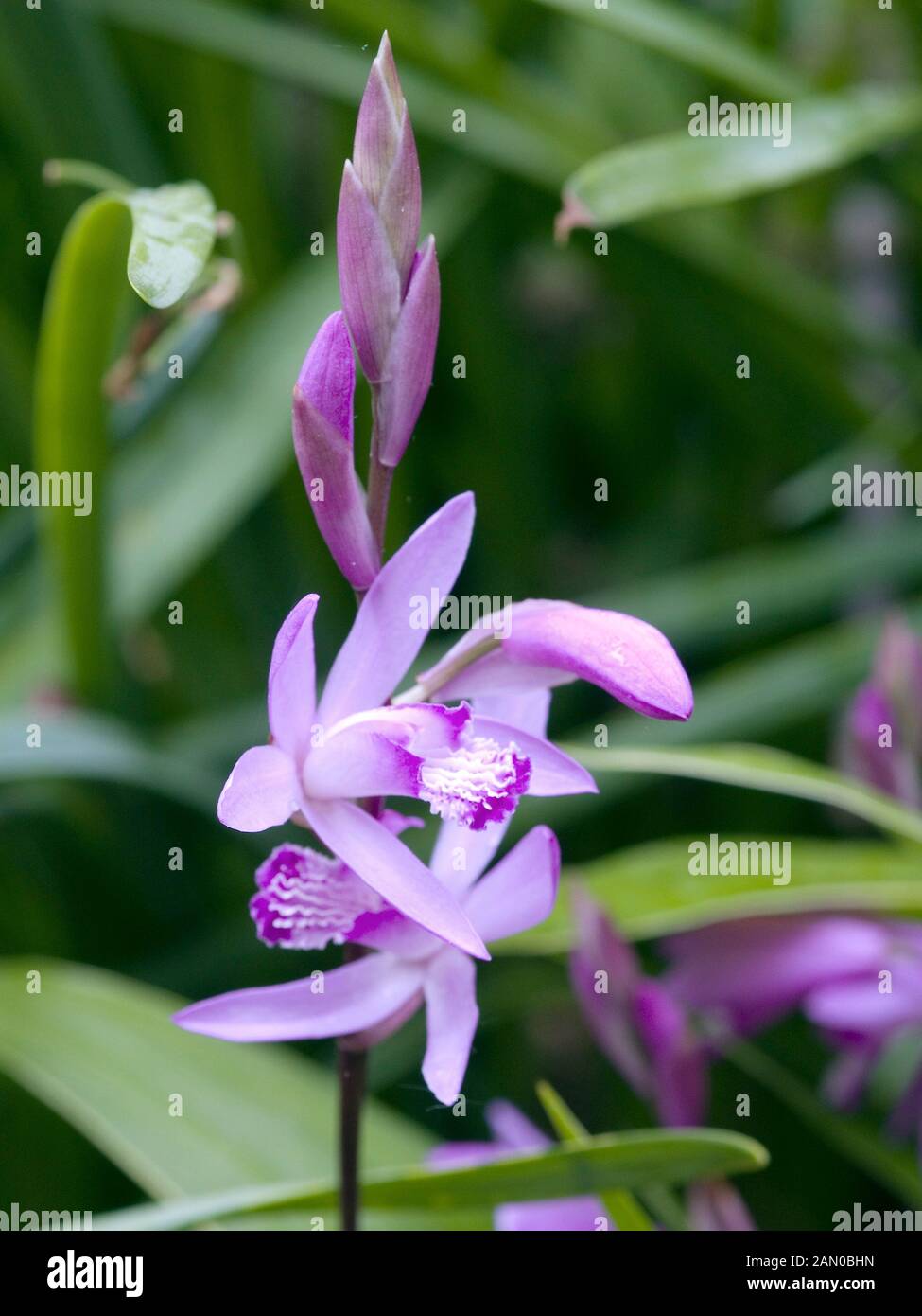 Bletilla hi-res stock photography and images - Alamy