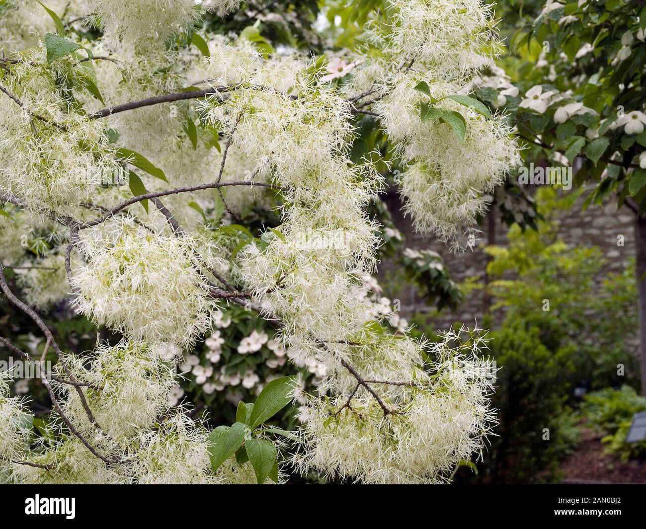 Virginicus fringe hi-res stock photography and images - Alamy