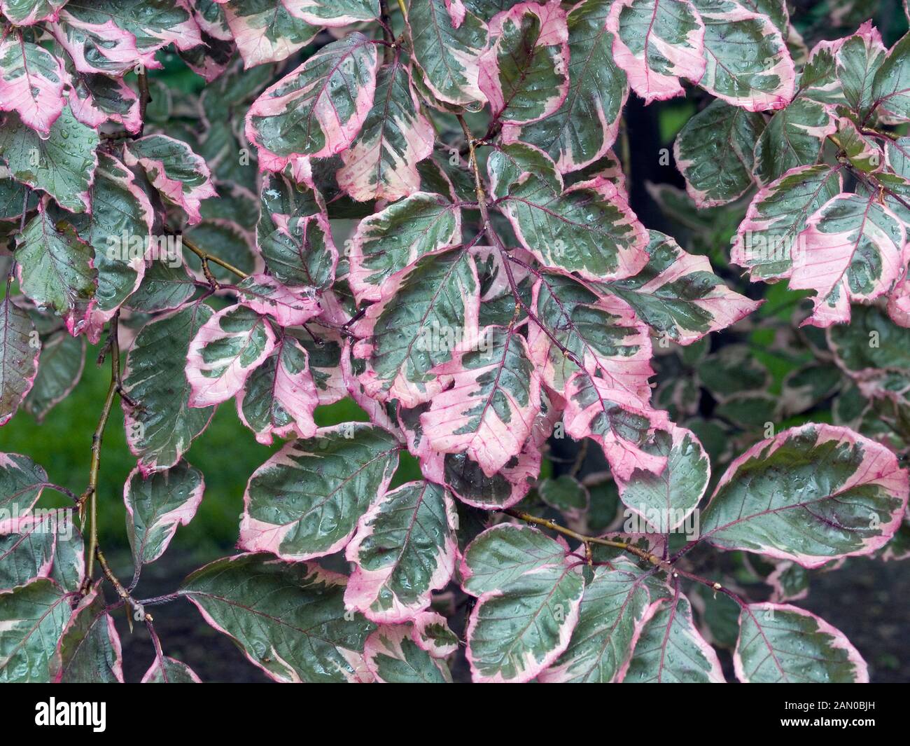 Fagus sylvatica tricolor hi-res stock photography and images - Alamy