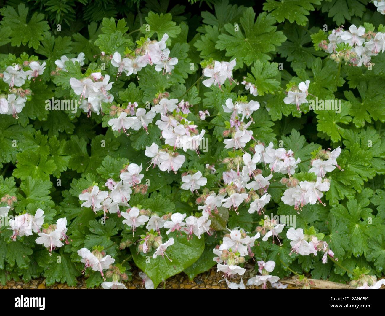 GERANIUM CANTABRIGIENSE BIOKOVO Stock Photo - Alamy
