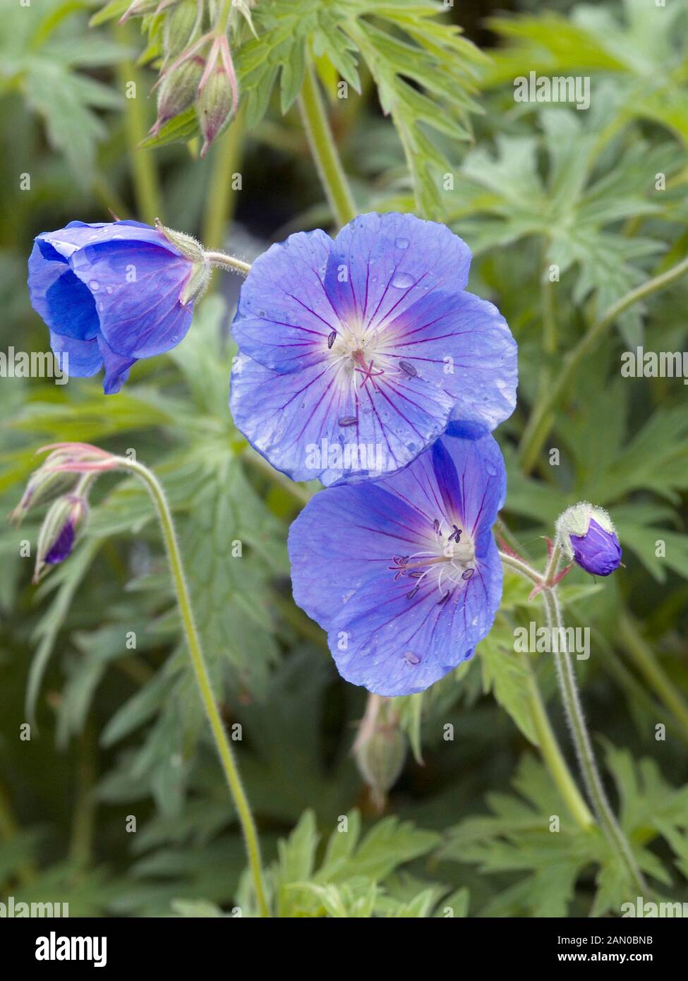 Jolly bee hi-res stock photography and images - Alamy
