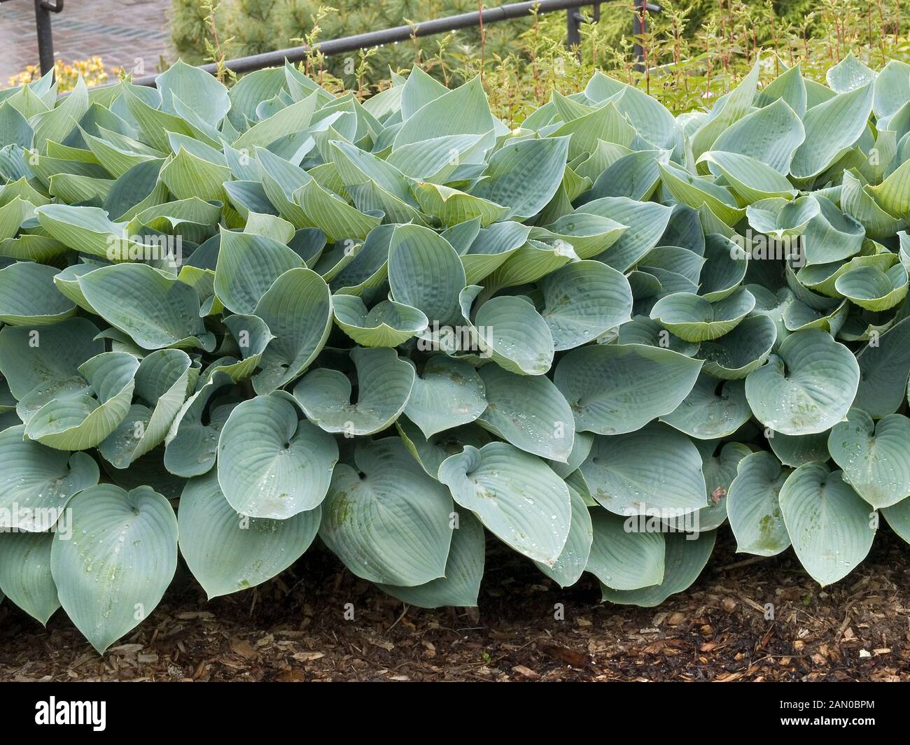 Hosta halcyon High Resolution Stock Photography and Images - Alamy