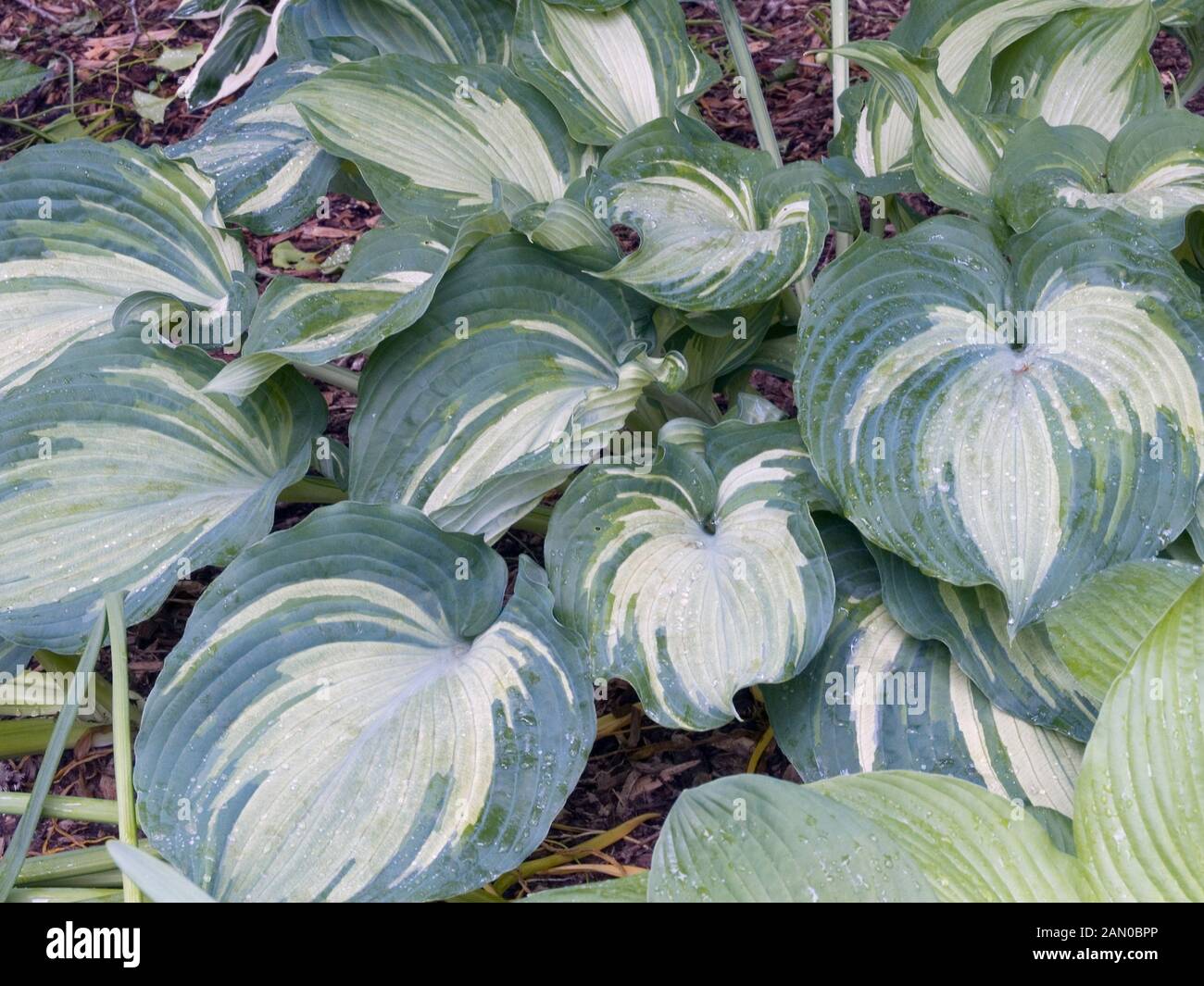 Hosta guardian angel hi-res stock photography and images - Alamy