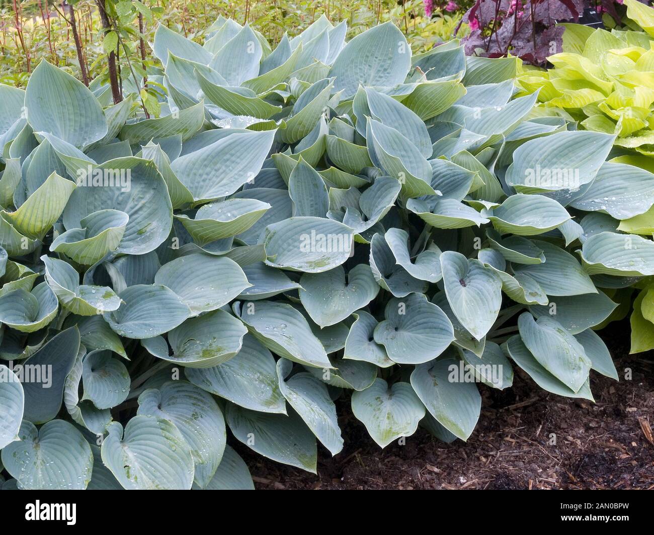 Plantain lily hosta halcyon hi-res stock photography and images - Alamy