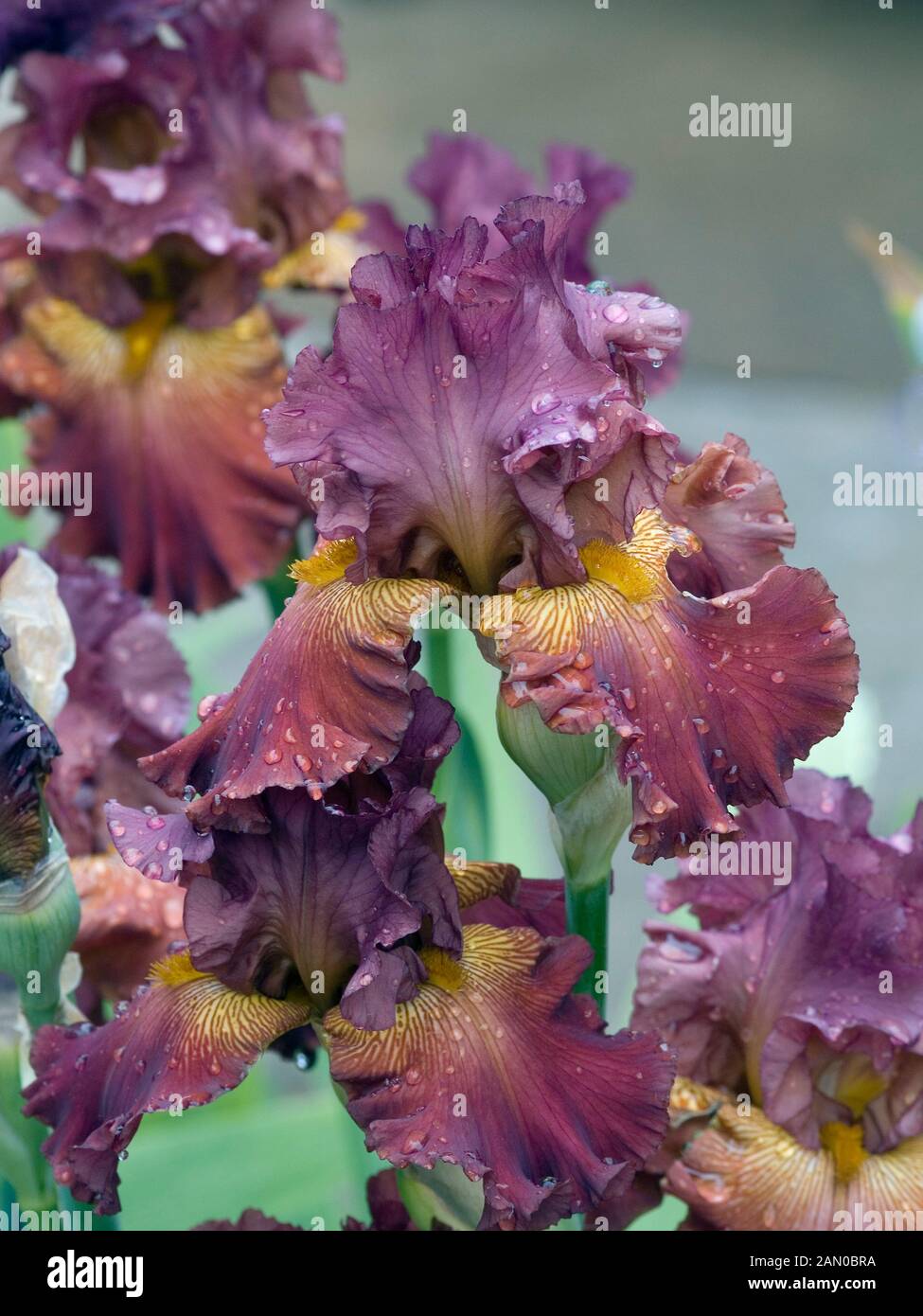 Maroon iris hi-res stock photography and images - Alamy