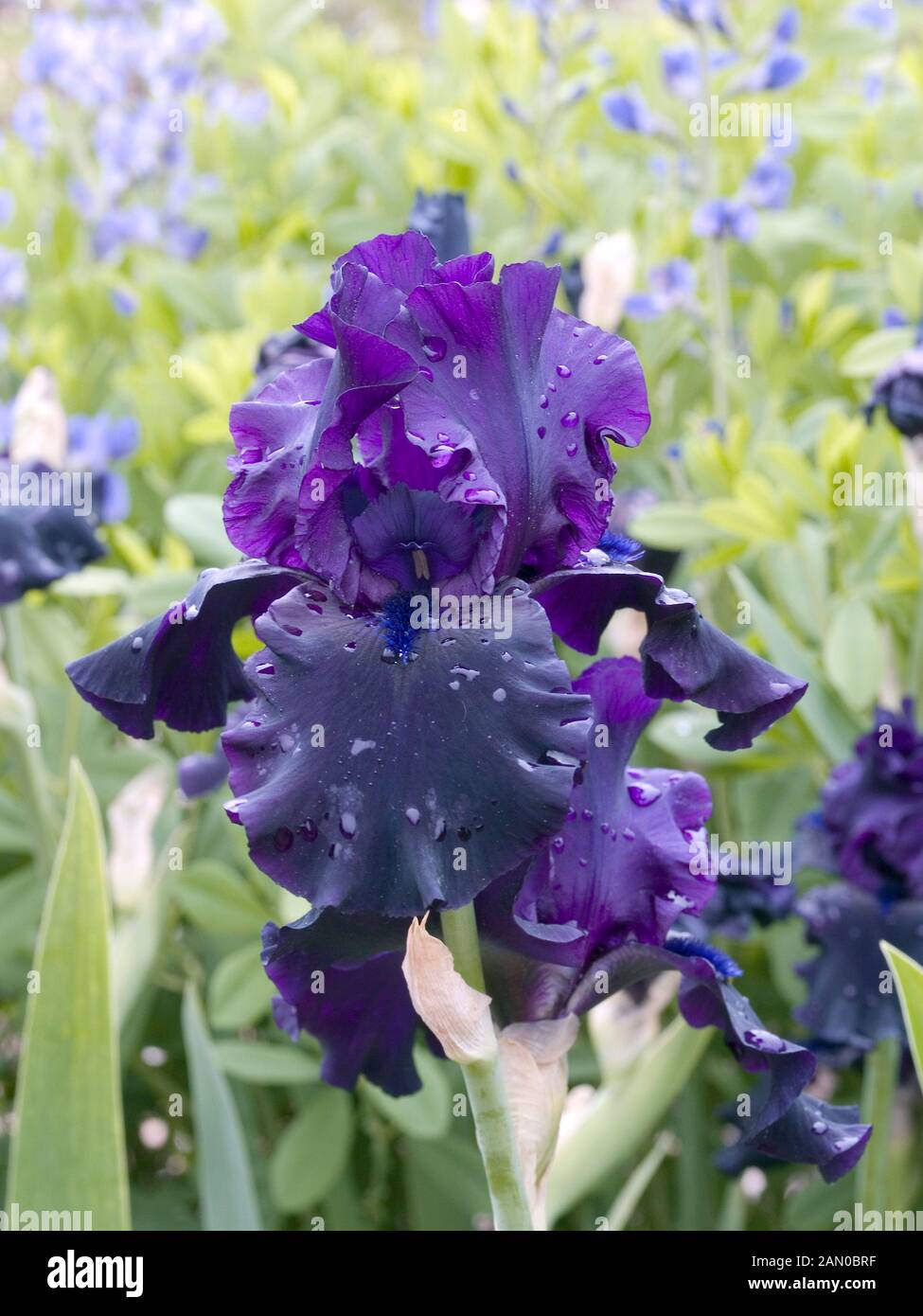 Iris hello darkness hi-res stock photography and images - Alamy