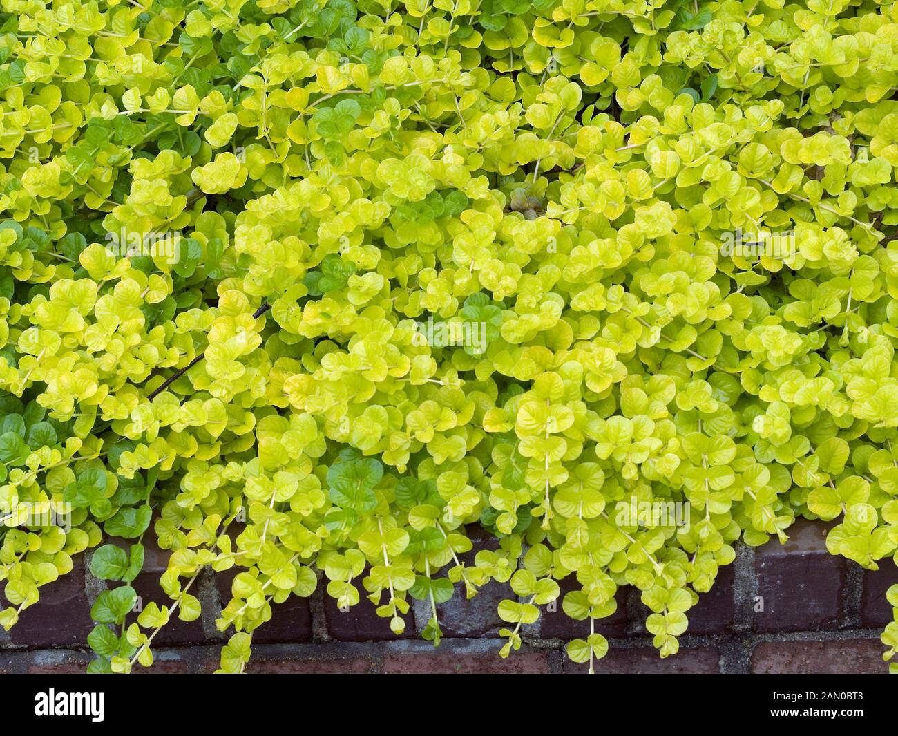 Lysimachia nummularia hi-res stock photography and images - Alamy