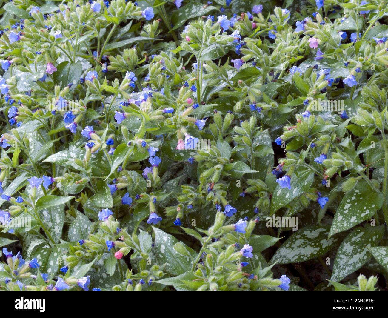 Irish spring hi-res stock photography and images - Alamy