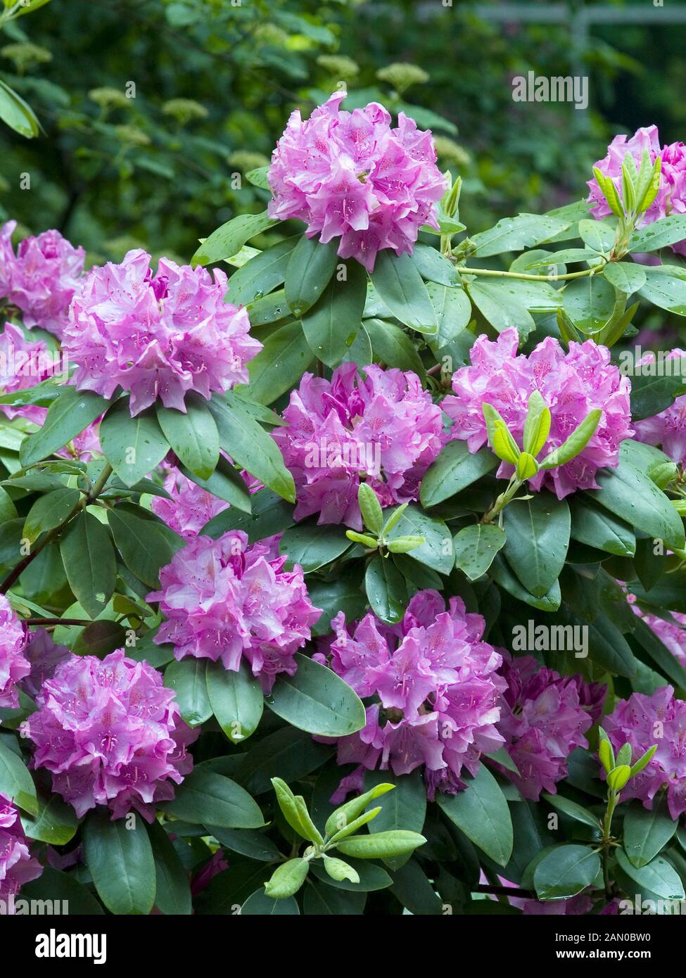 Rhododendron roseum elegans hi-res stock photography and images - Alamy