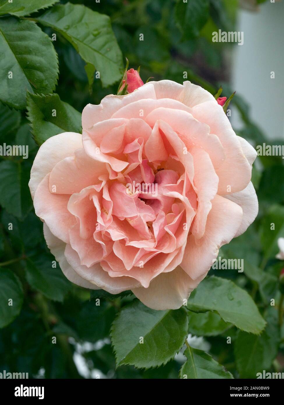Apricot climbing rose hi-res stock photography and images - Alamy
