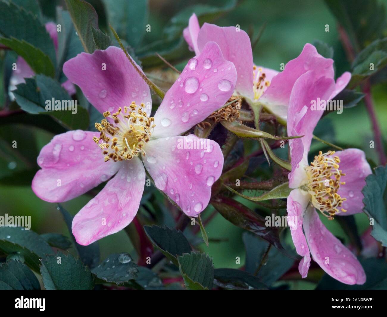 Rosa glauca hi-res stock photography and images - Alamy