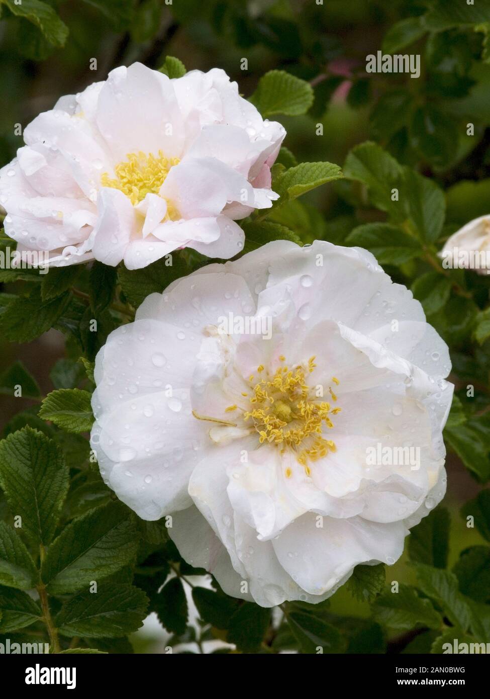Henry hudson rose hi-res stock photography and images - Alamy