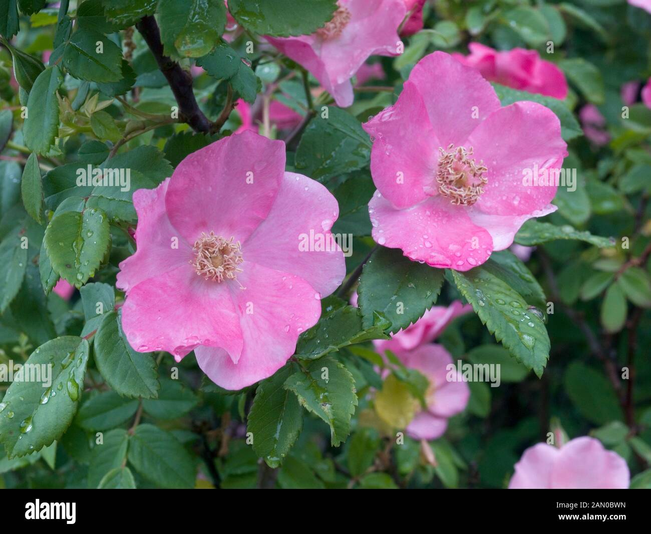 Polar rose hi-res stock photography and images - Alamy