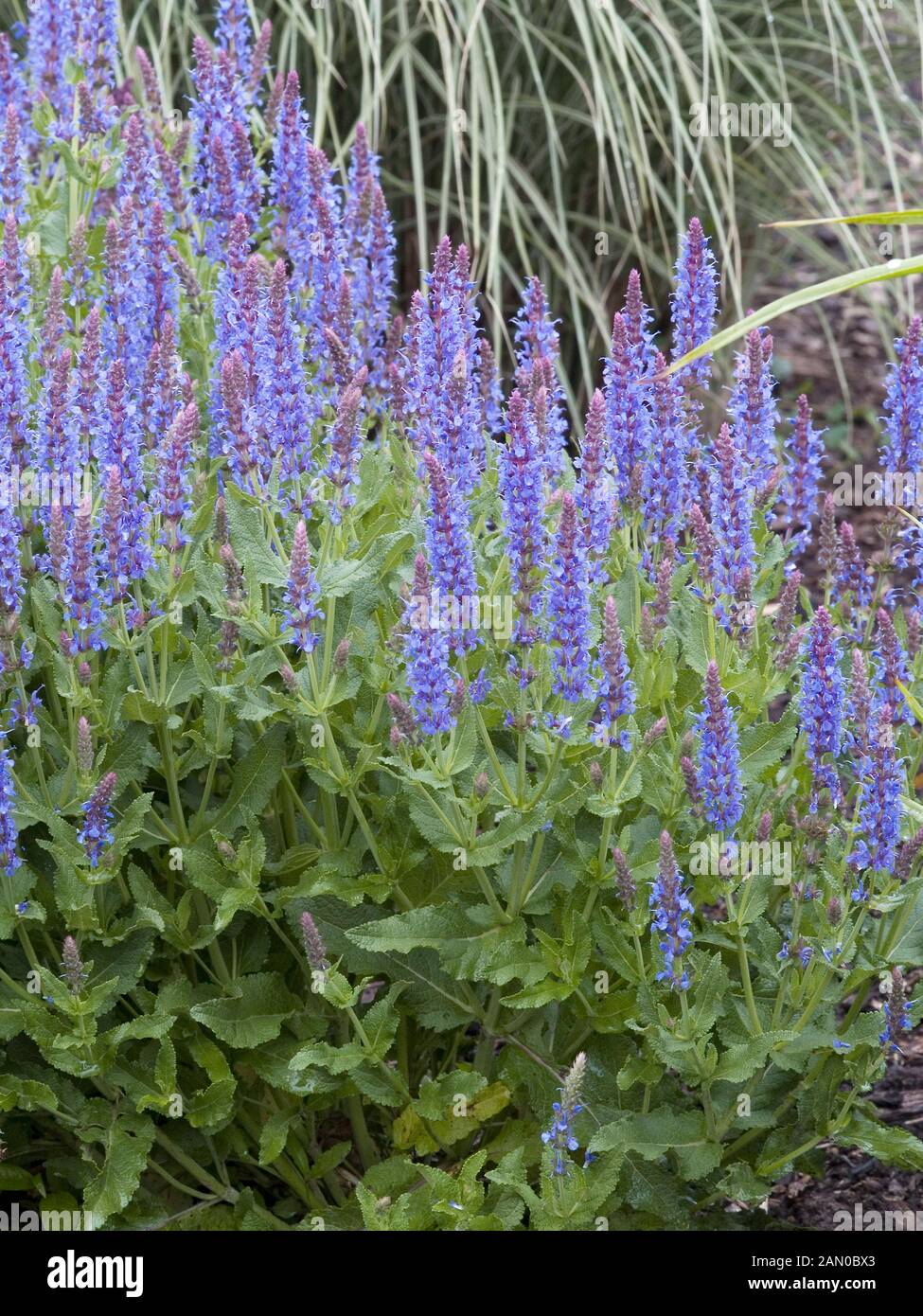 Salvia sylvestris blue hill hi-res stock photography and images - Alamy