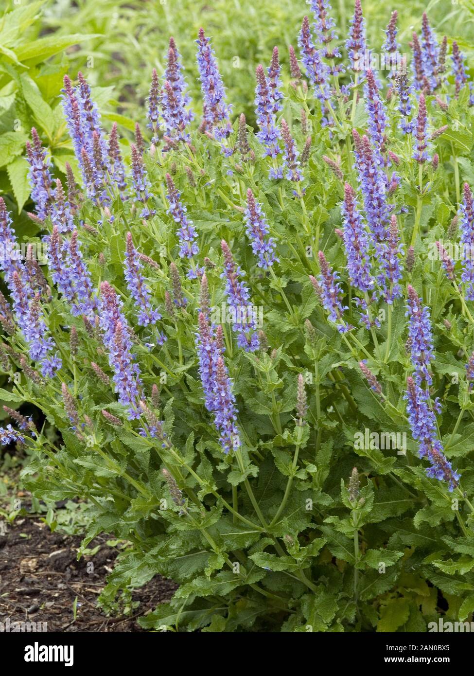 Salvia sylvestris hi-res stock photography and images - Alamy