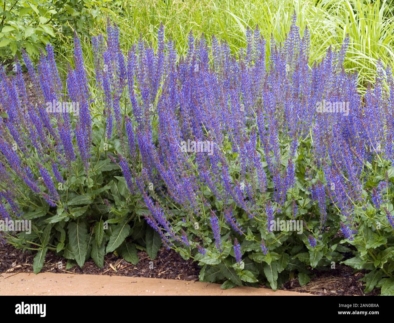 Salvia sylvestris may night hi-res stock photography and images - Alamy