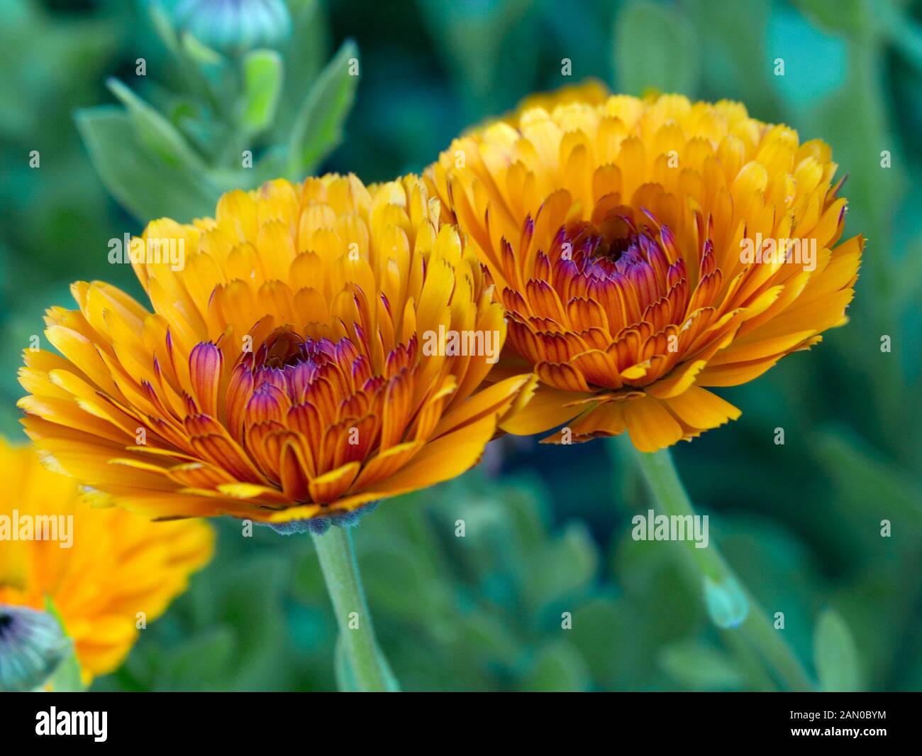 CALENDULA OFFICINALIS ORANGE Stock Photo - Alamy