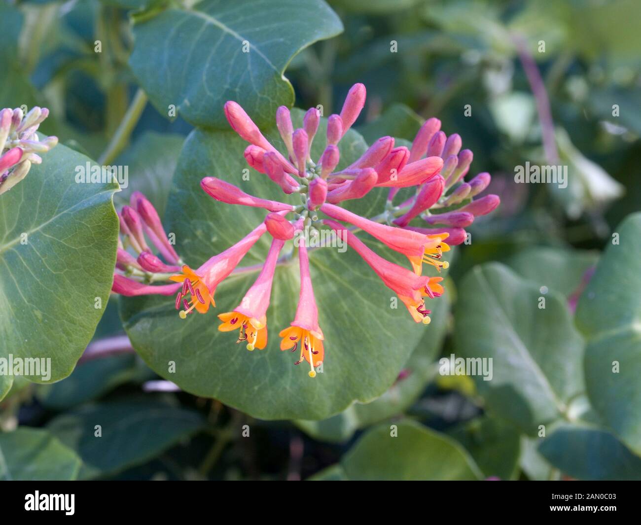 Lonicera sempervirens hi-res stock photography and images - Alamy