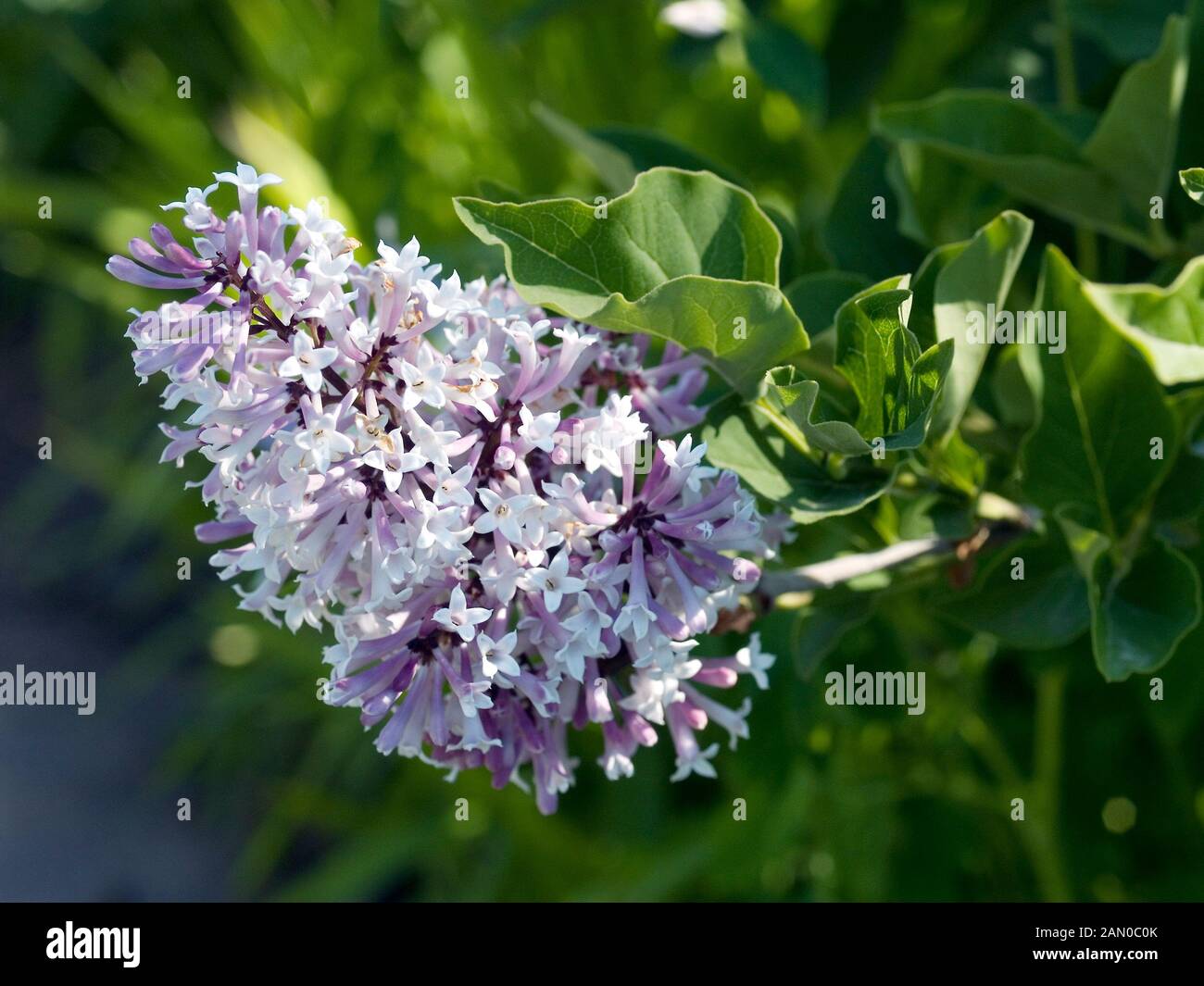 Syringa patula miss kim hi-res stock photography and images - Alamy