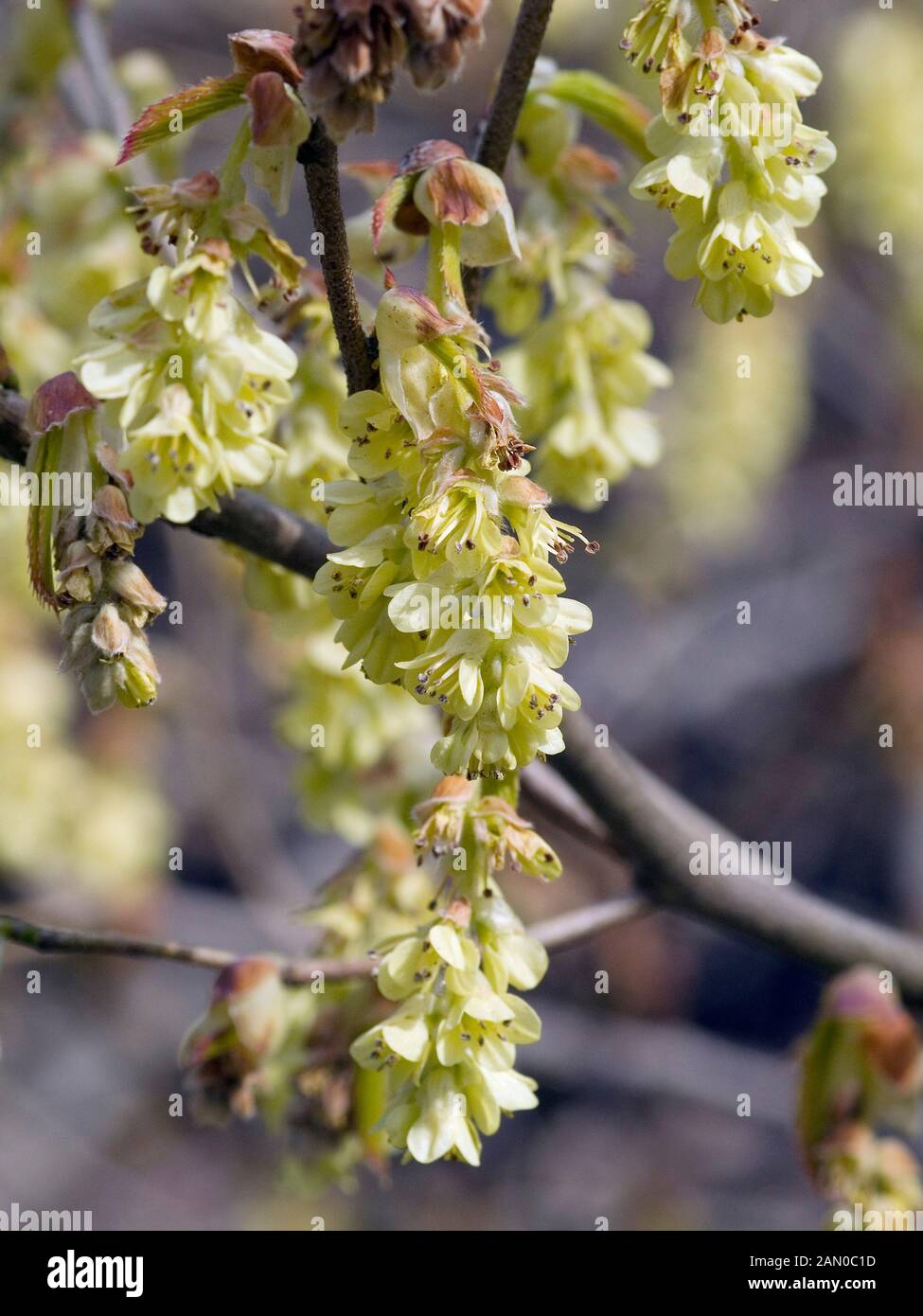 Corylopsis veitchiana hi-res stock photography and images - Alamy