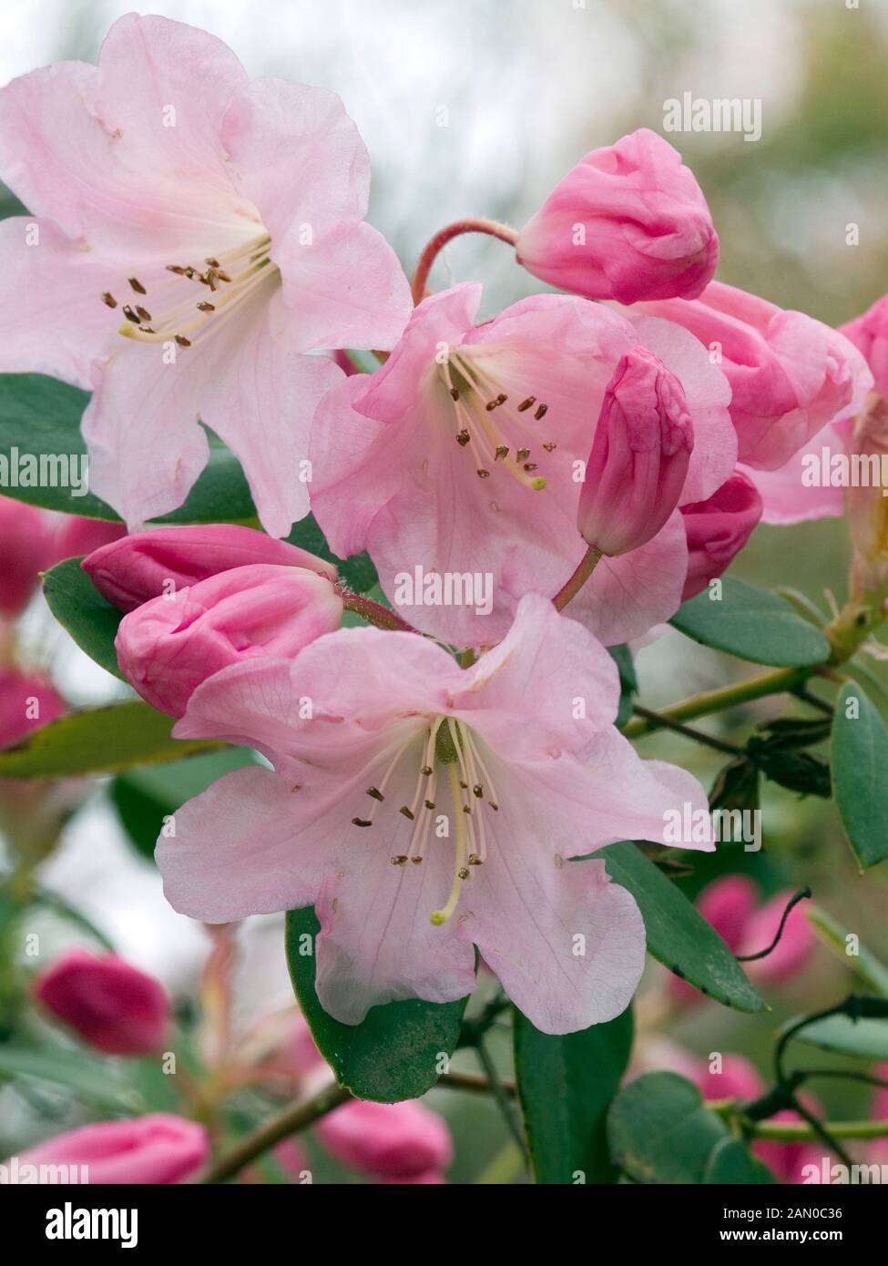 Maureen flowers hi-res stock photography and images - Alamy