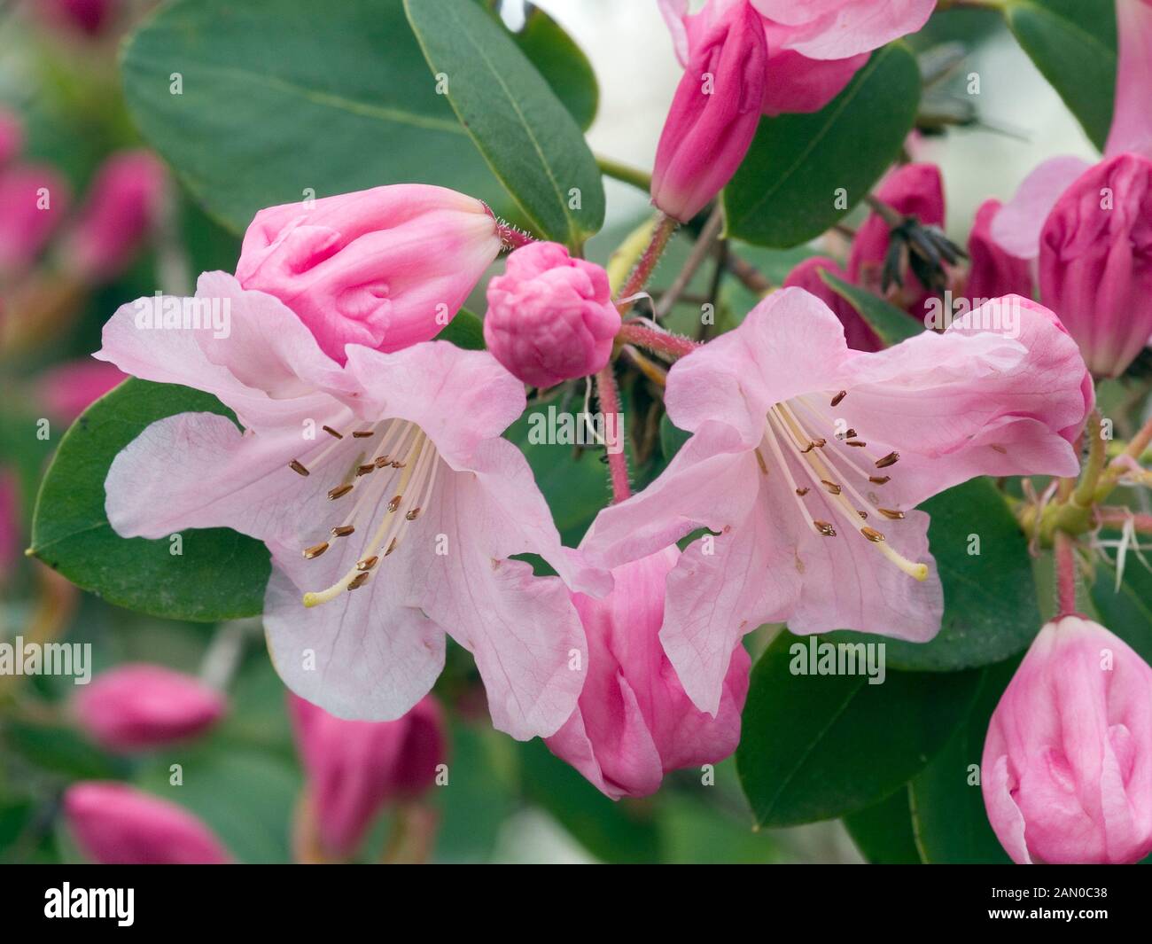 Maureen flowers hi-res stock photography and images - Alamy