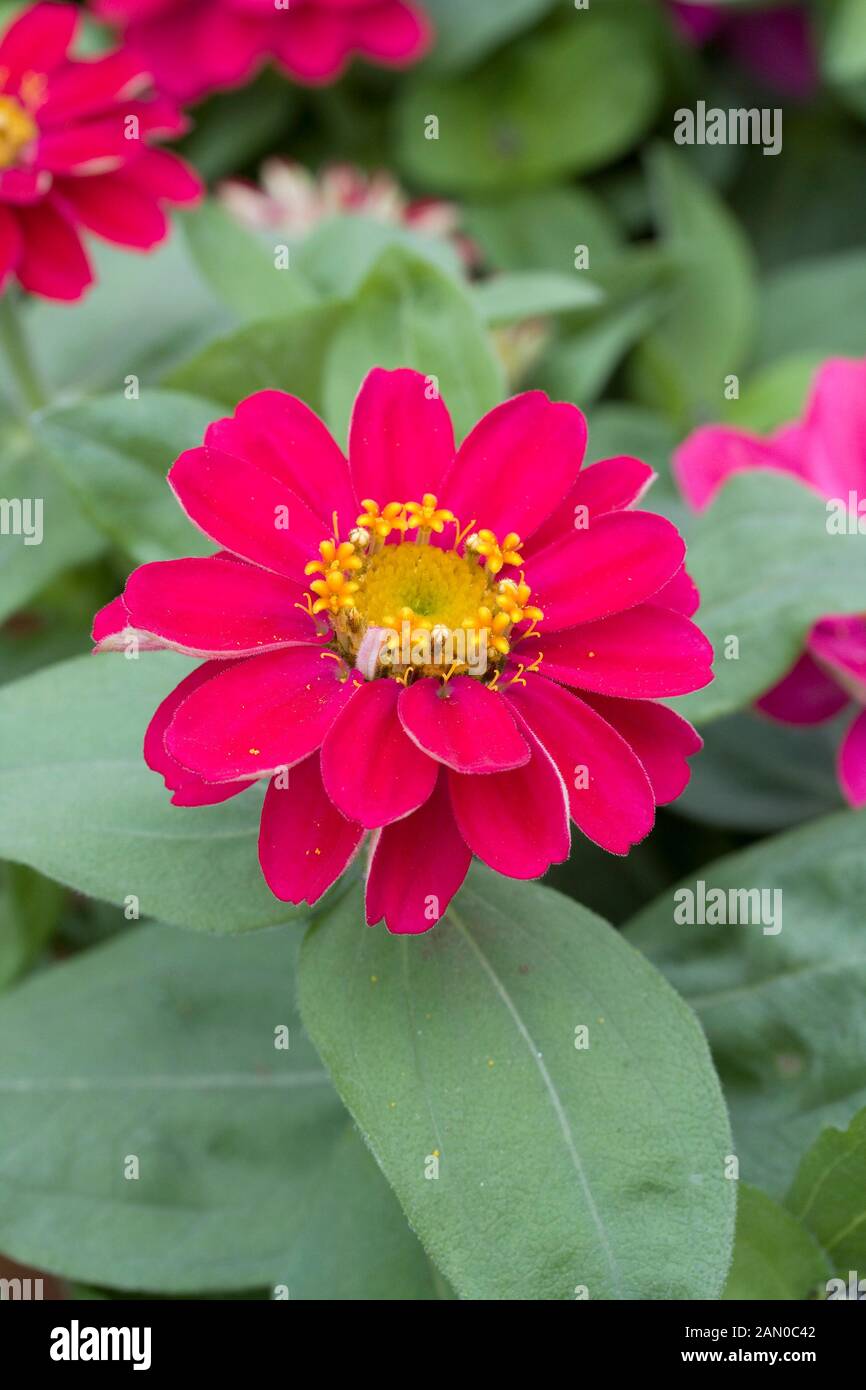 Zinnia profusion double cherry hi-res stock photography and images - Alamy