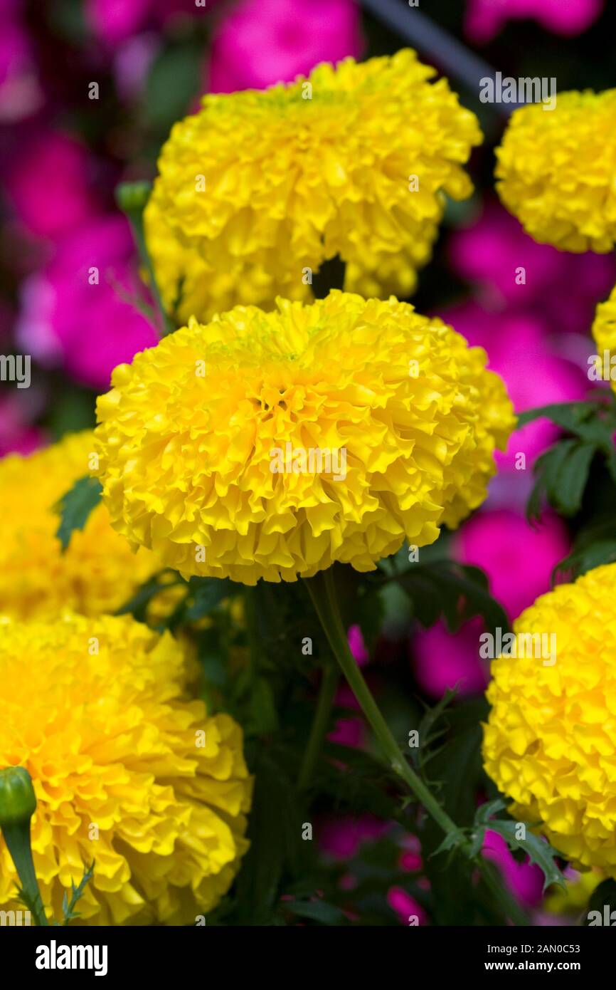 TAGETES ERECTA SOVEREIGN Stock Photo - Alamy
