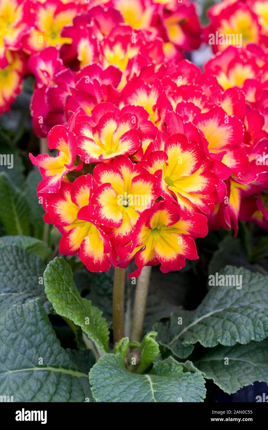 Primula Polyanthus High Resolution Stock Photography and Images - Alamy