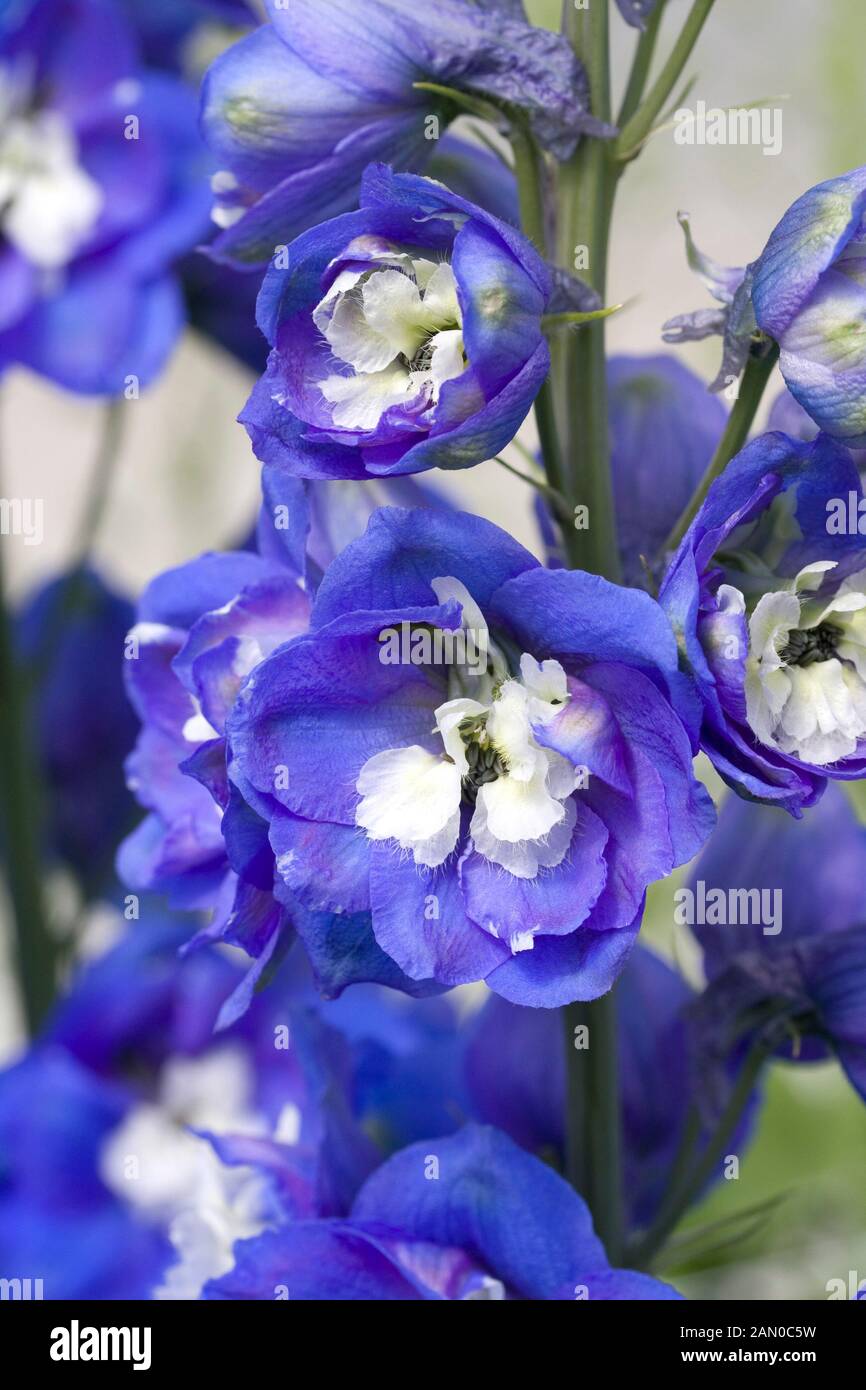 Delphinium Aurora Blue