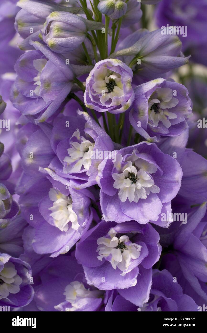 Delphinium lavender hi-res stock photography and images - Alamy