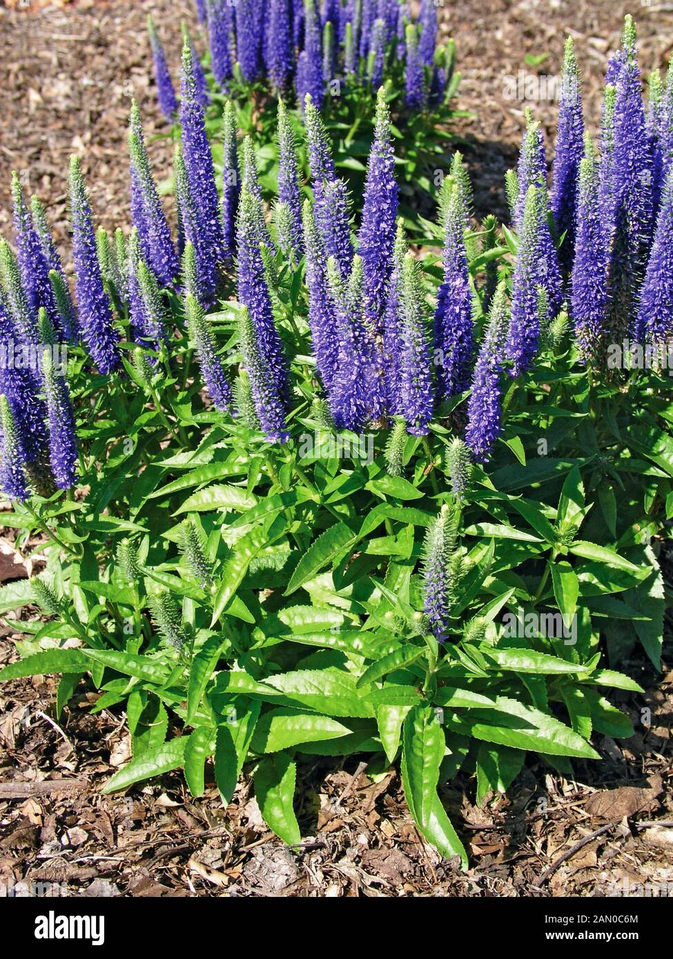 Veronica spicata royal candles hi-res stock photography and images - Alamy