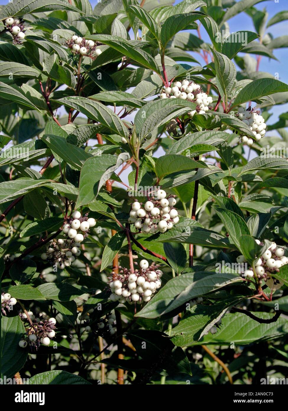 Cornus stolonifera hi-res stock photography and images - Alamy