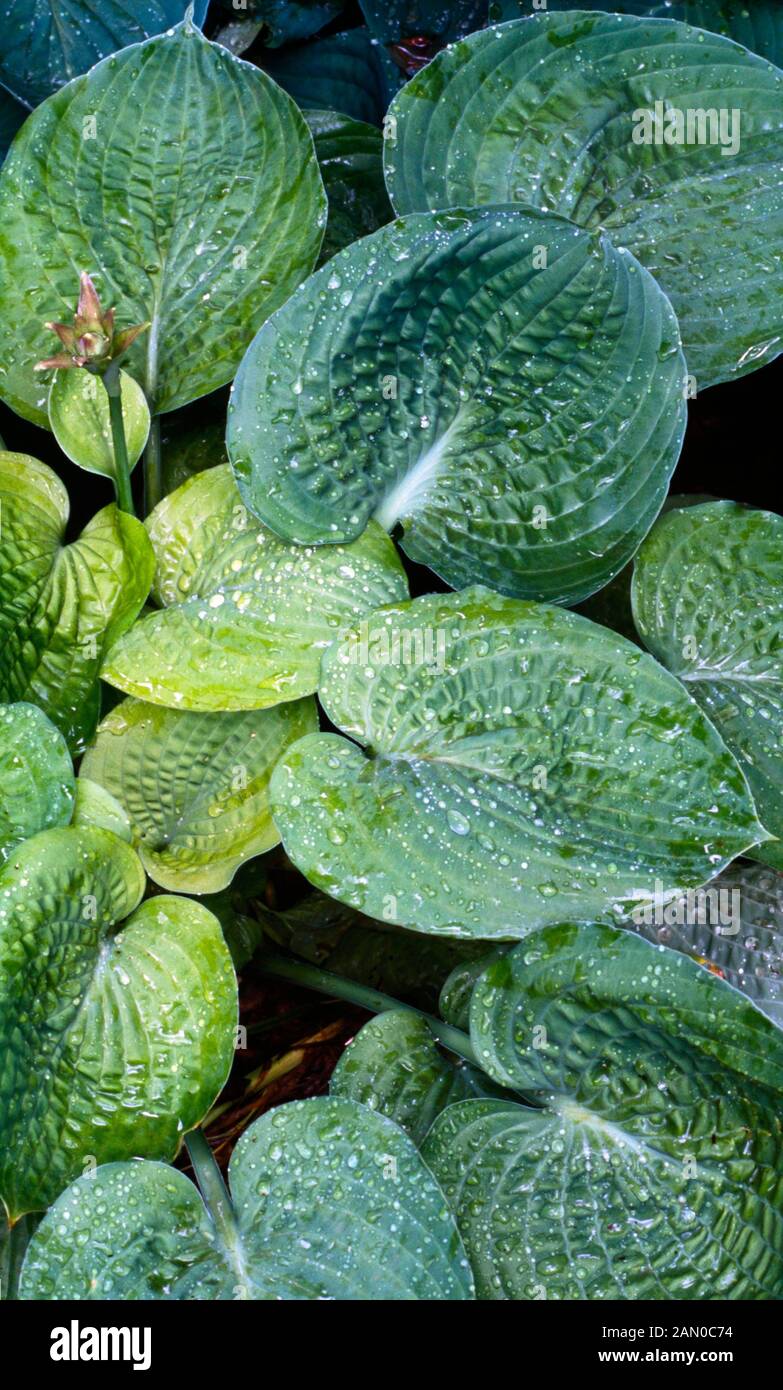 Hosta crinklecup hi-res stock photography and images - Alamy