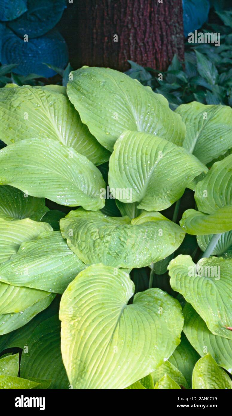 Lime green hosta foliage hi-res stock photography and images - Alamy