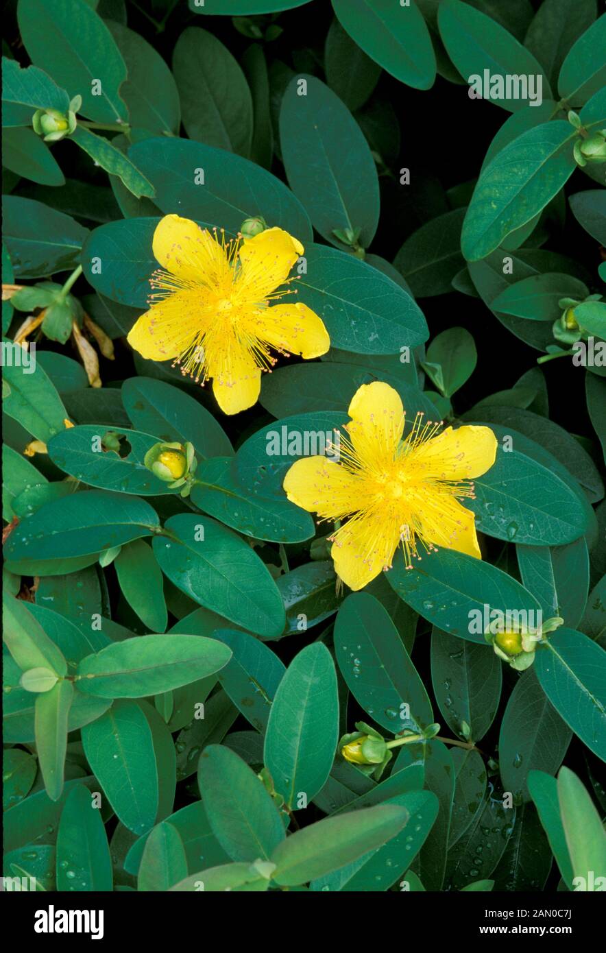 Hypericum Calycinum Leaves High Resolution Stock Photography and Images ...