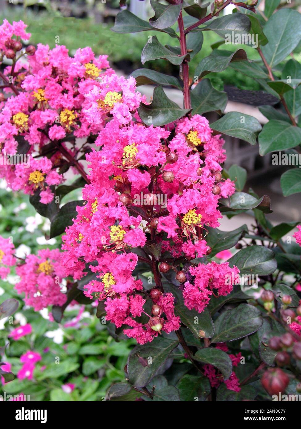 Lagerstroemia pink velour hi-res stock photography and images - Alamy