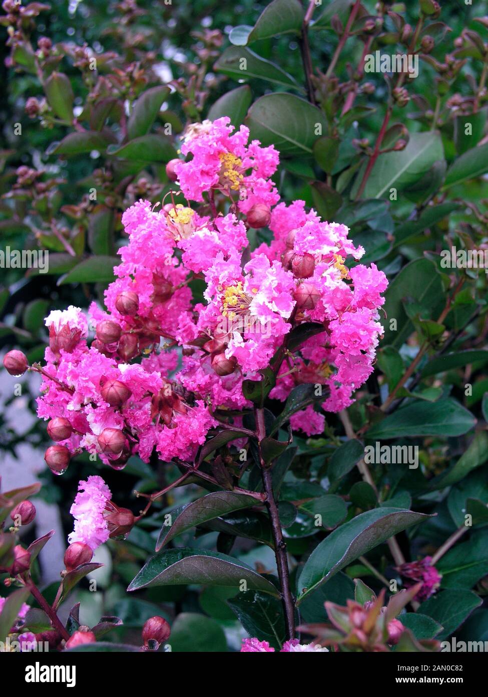 Raspberry crape hi-res stock photography and images - Alamy