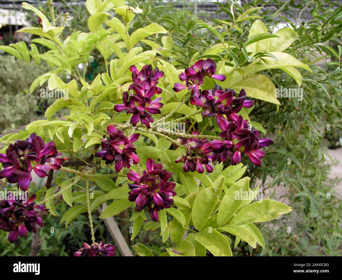 Millettia reticulata hi-res stock photography and images - Alamy