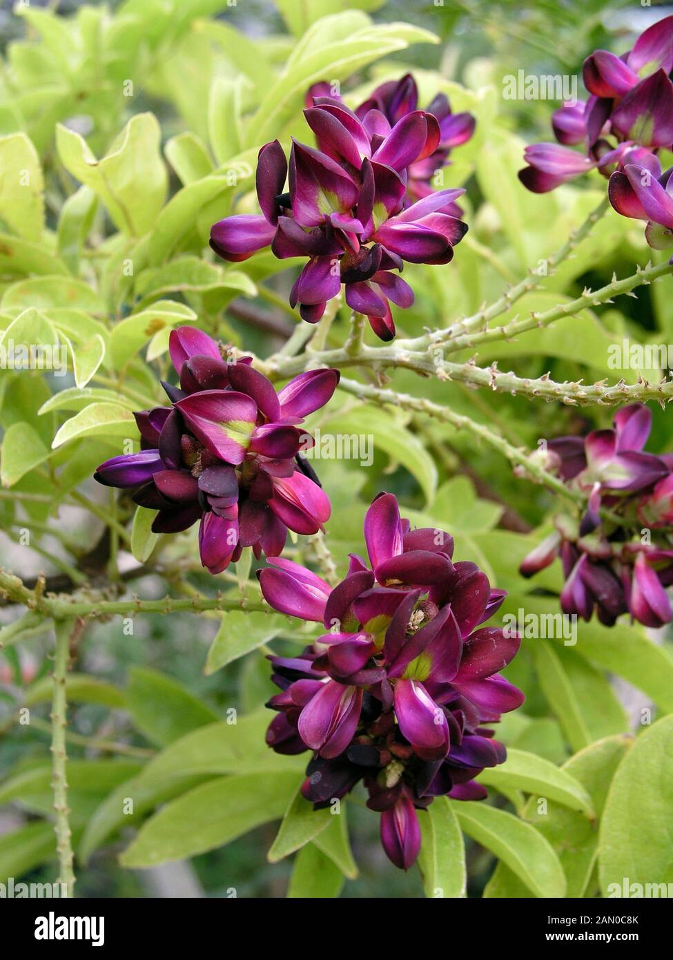 Millettia hi-res stock photography and images - Alamy