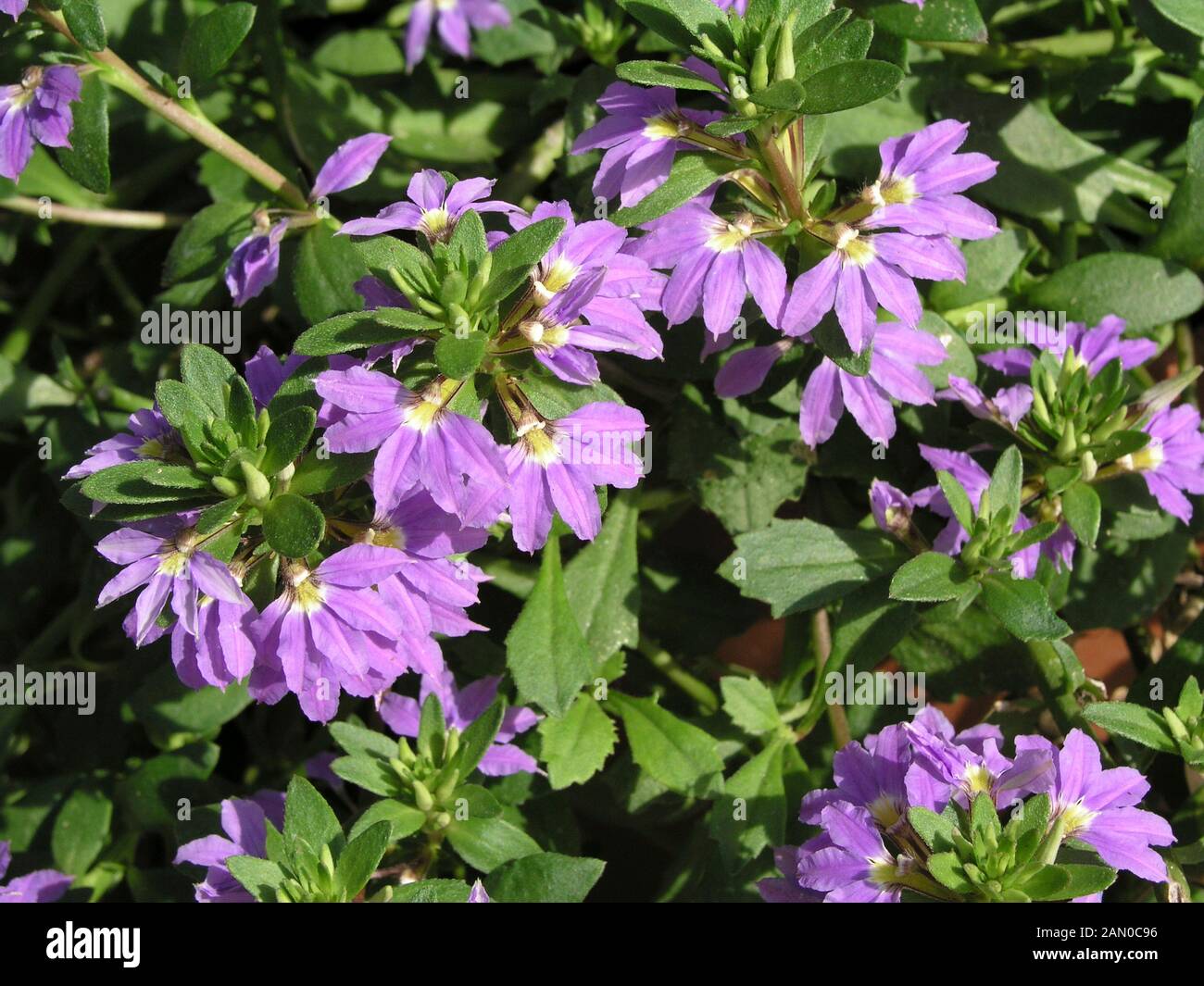 Fan flower hi-res stock photography and images - Alamy