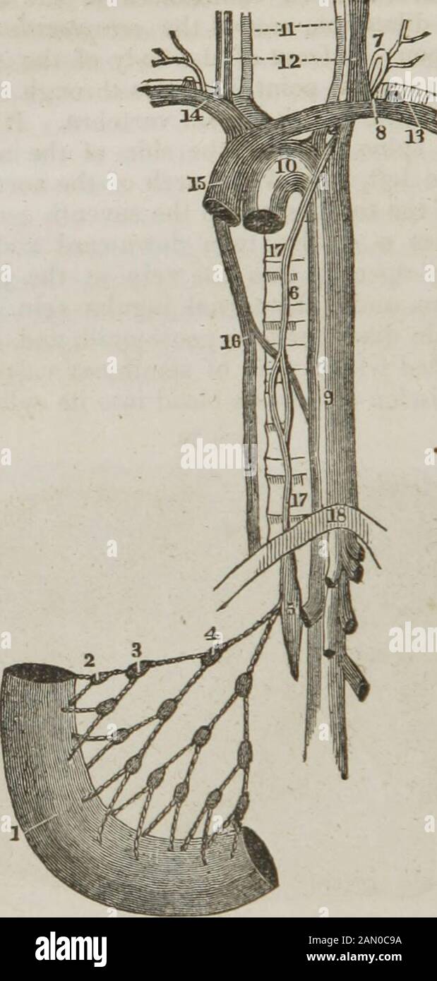 Appendix vermiformis hi-res stock photography and images - Alamy