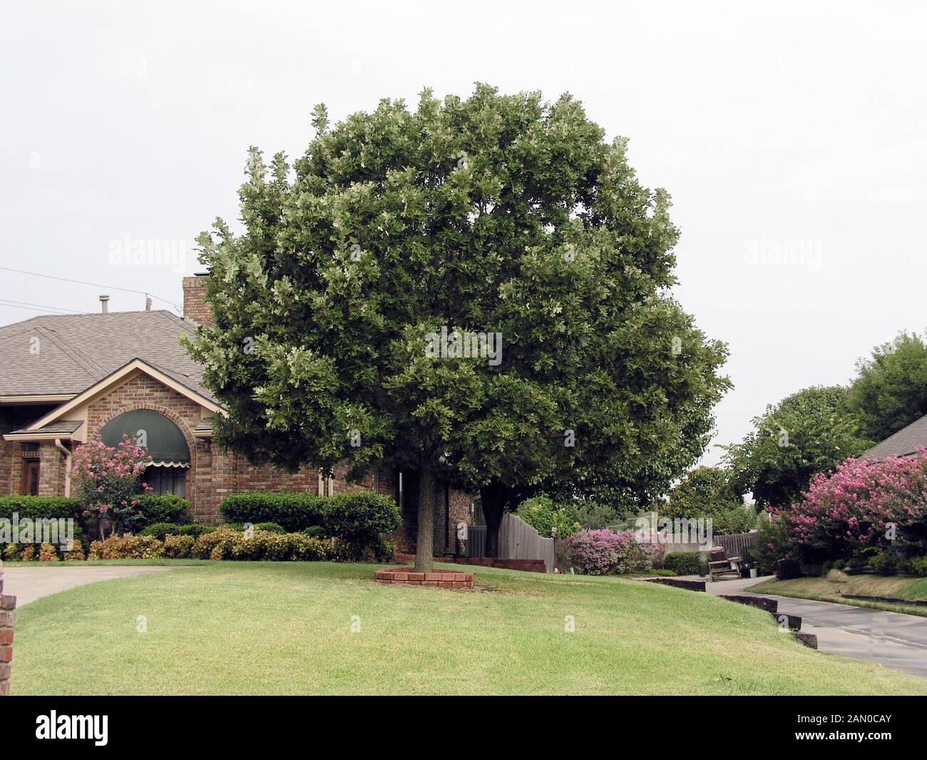 Bur oak tree hi-res stock photography and images - Alamy