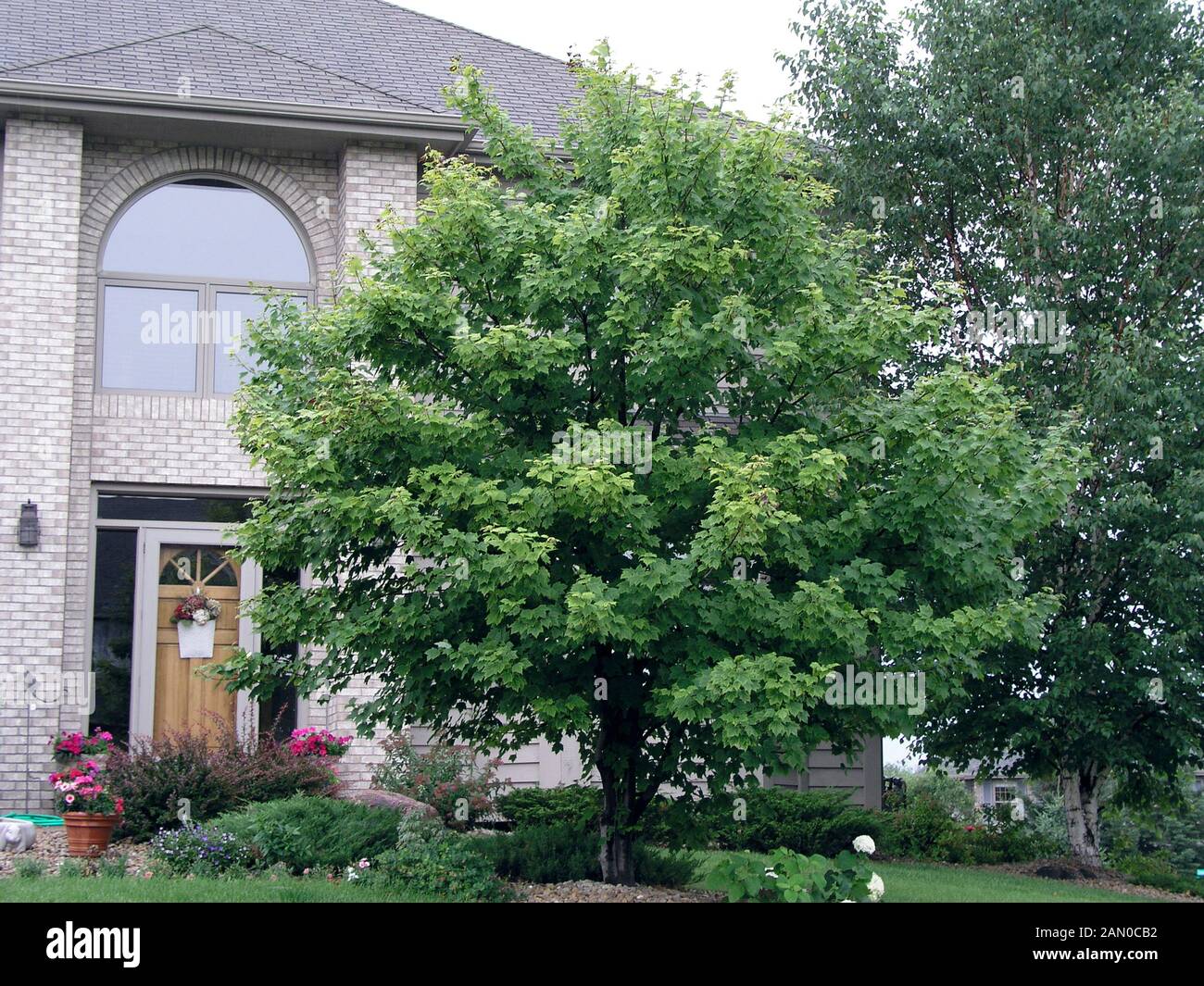 Acer circinatum hi-res stock photography and images - Alamy