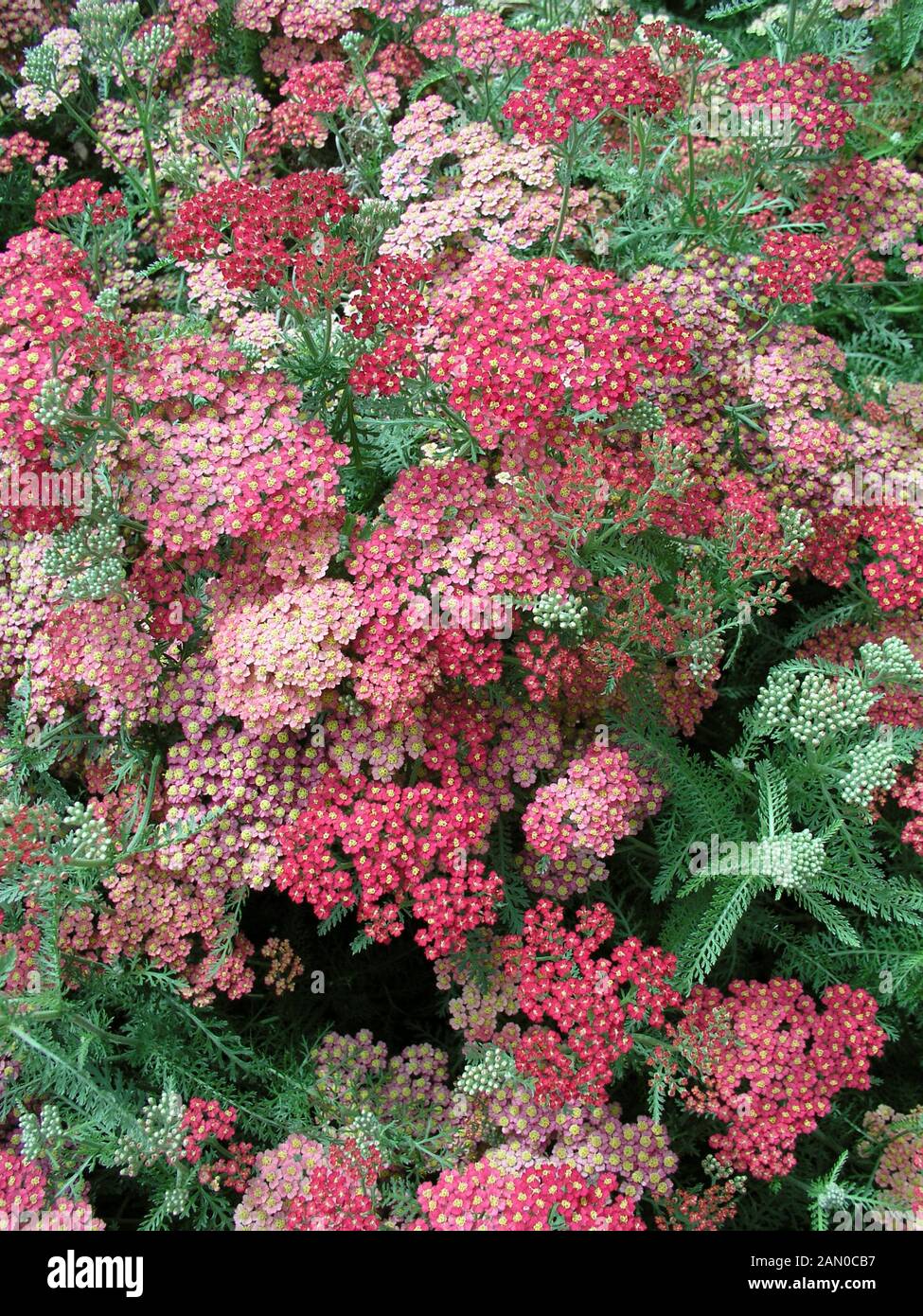 Achillea millefolium orange hi-res stock photography and images - Alamy