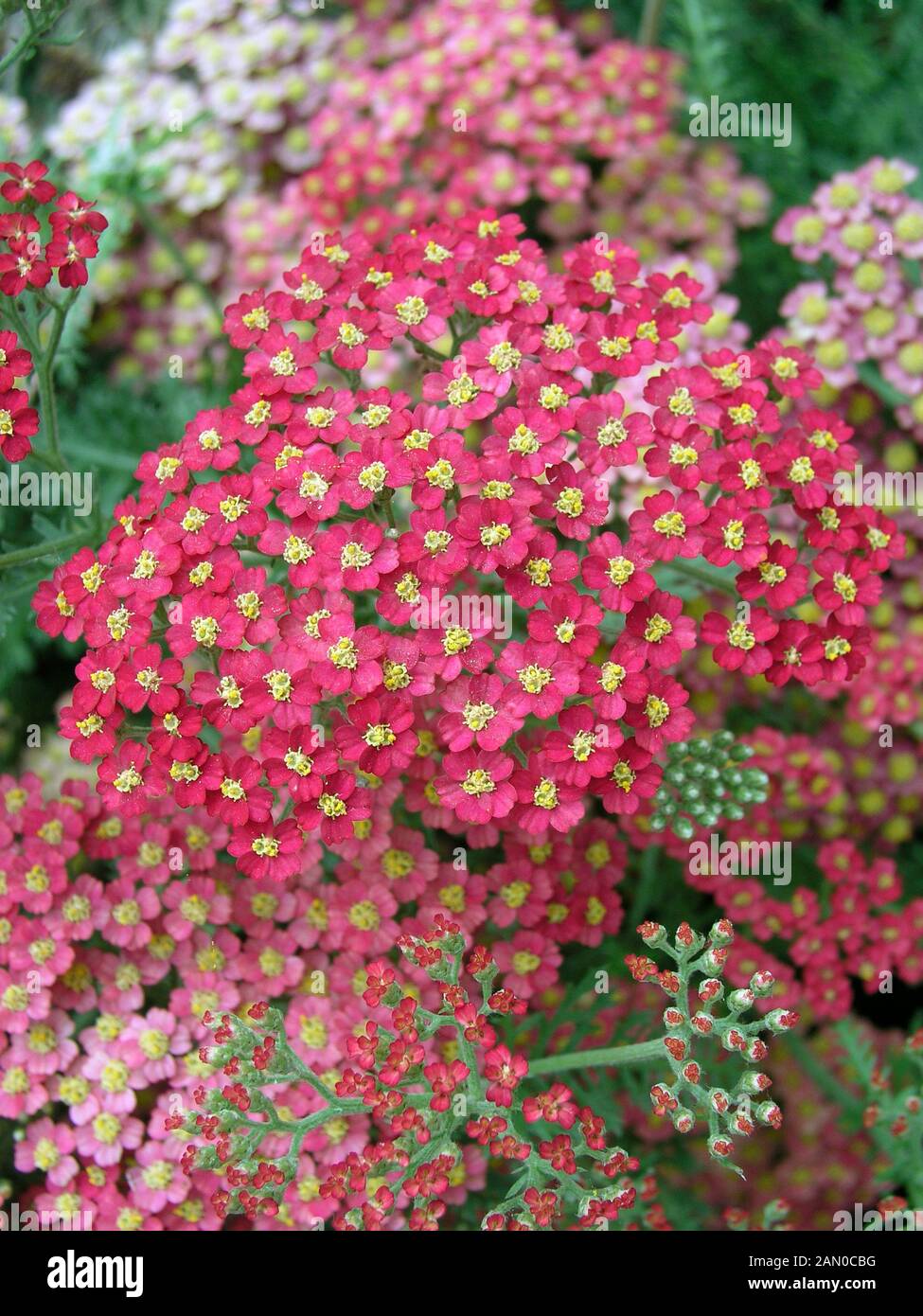 Achillea millefolium orange hi-res stock photography and images - Alamy