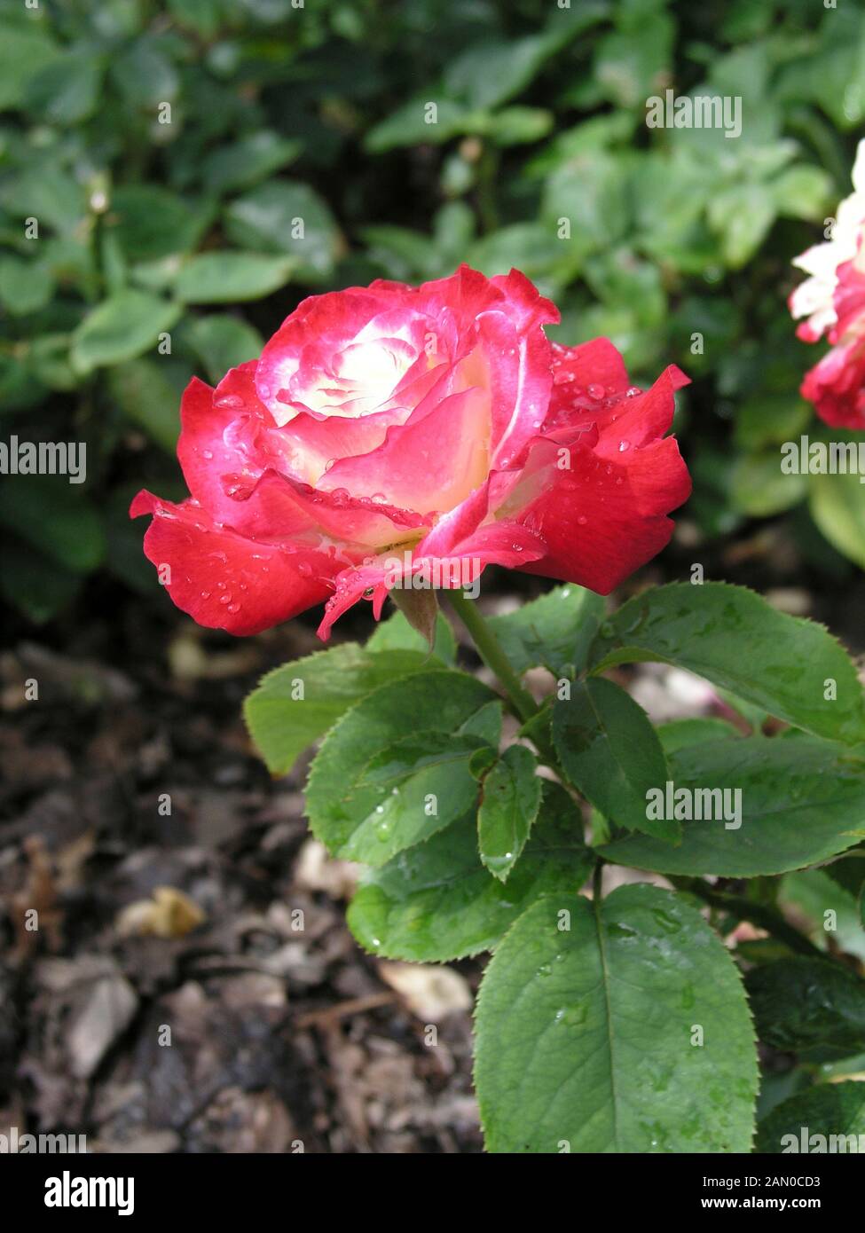 Hybrid tea rose double delight hi-res stock photography and images - Alamy